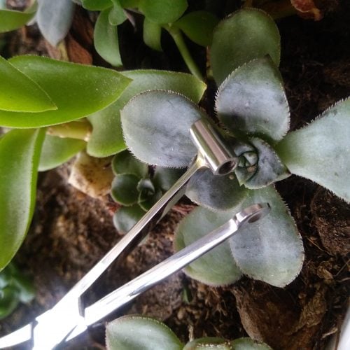 Bucket / Tragus Forceps/Clamps - RRD Tattoo Supplies