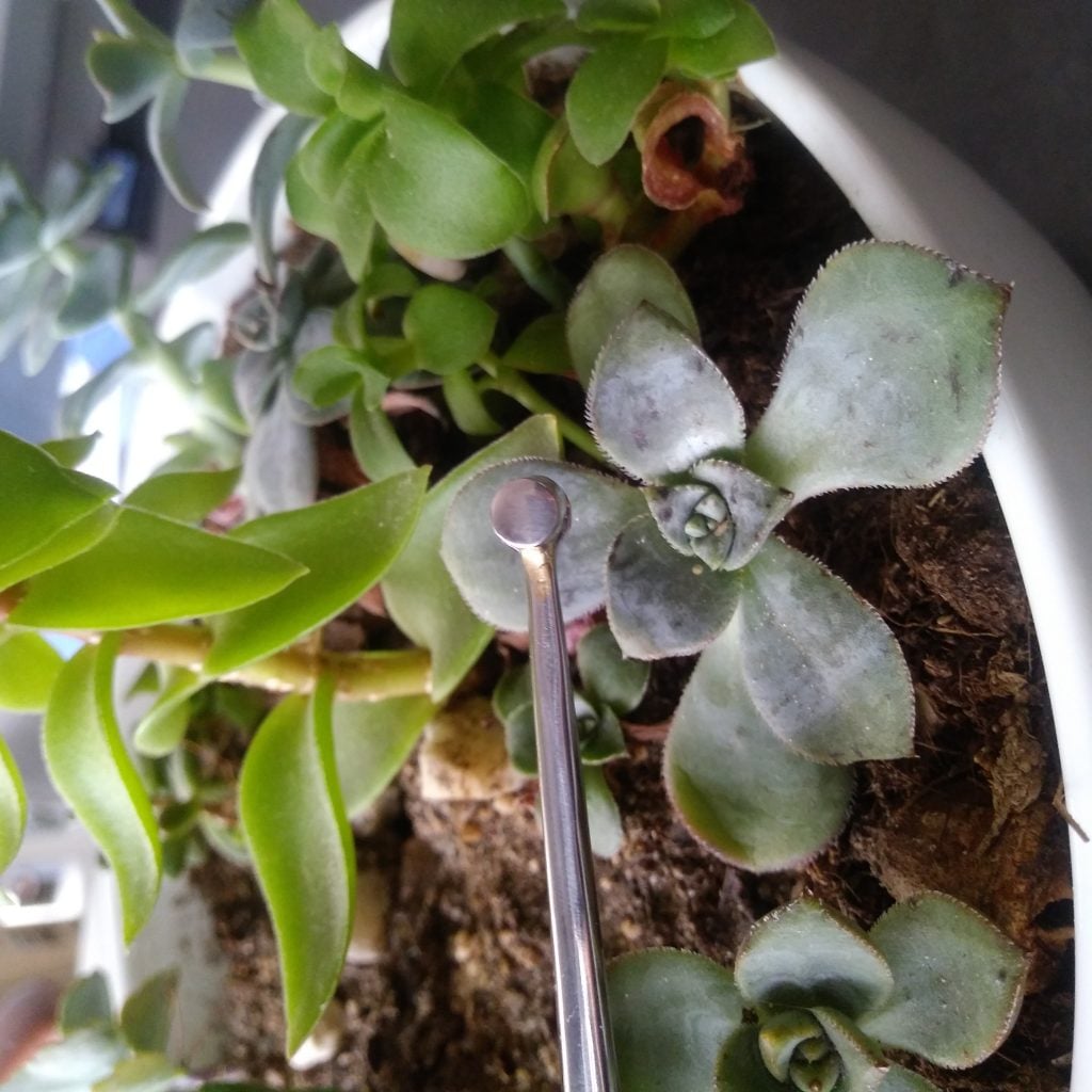 Bucket / Tragus Forceps/Clamps - RRD Tattoo Supplies